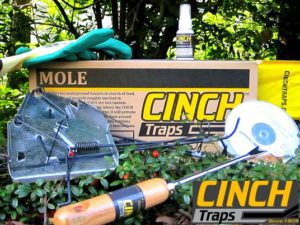 Deluxe Mole Kit | Cinch Traps | The Best Mole & Gopher Trap